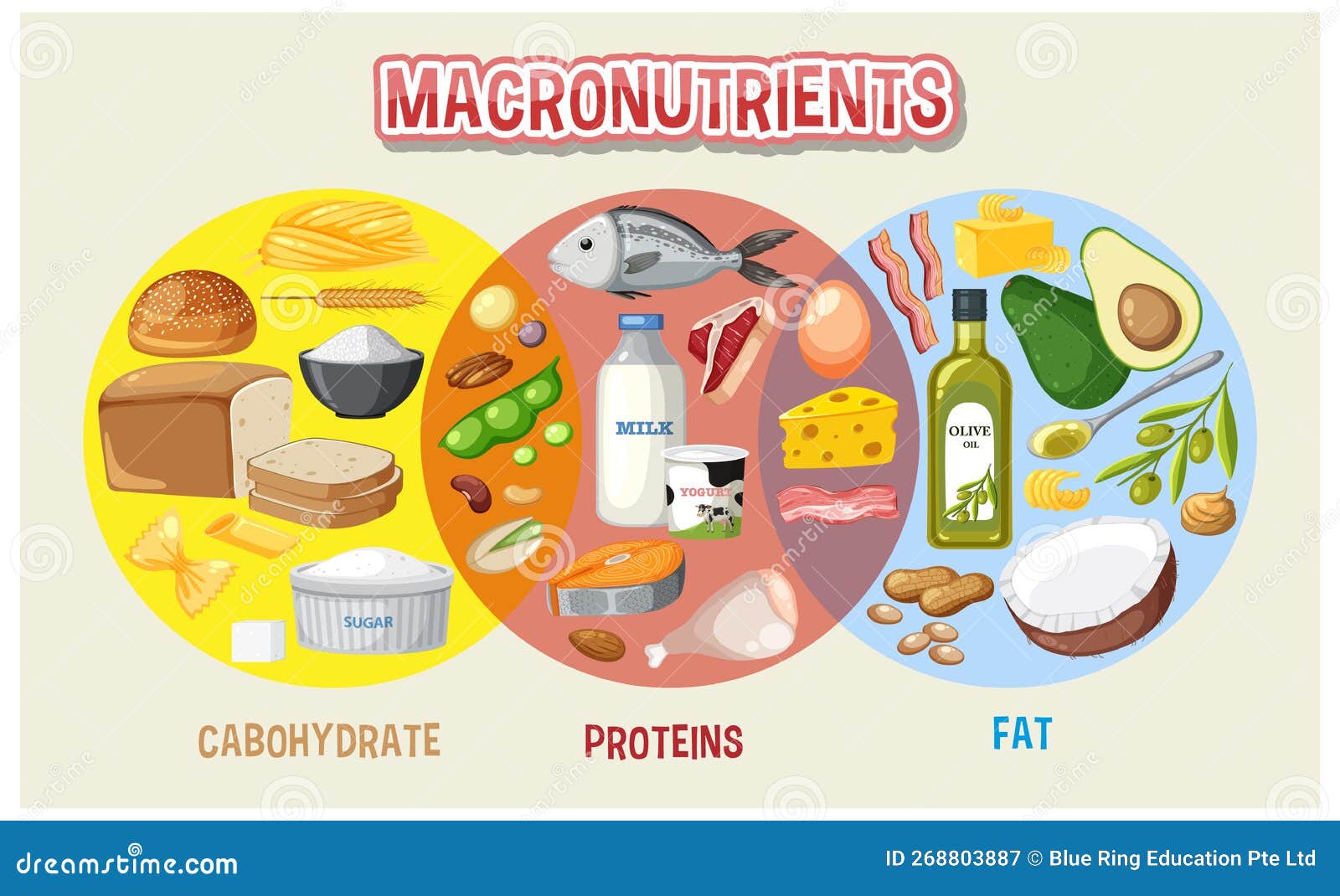 Main Food Groups Macronutrients Vector Stock Vector - Illustration of ...