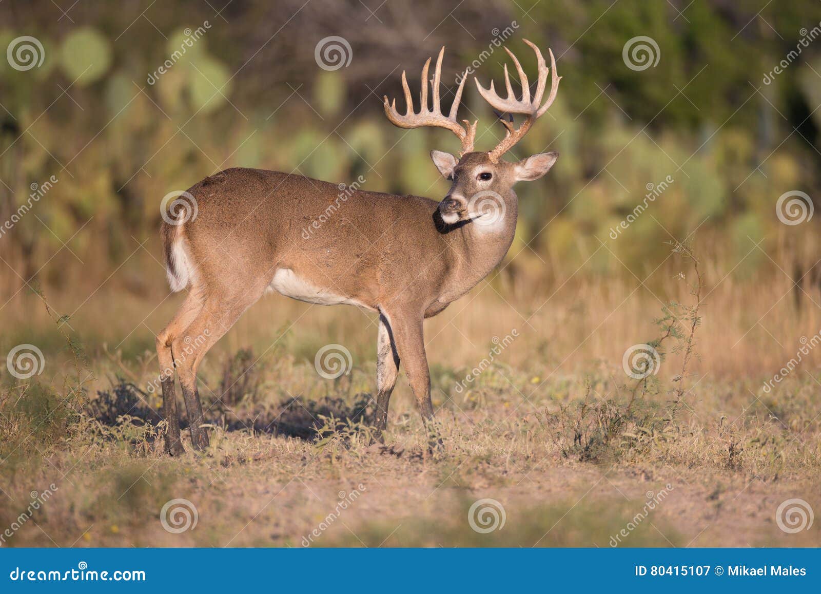 Main Frame Typical Whitetail Stock Image - Image of midwest, massive ...