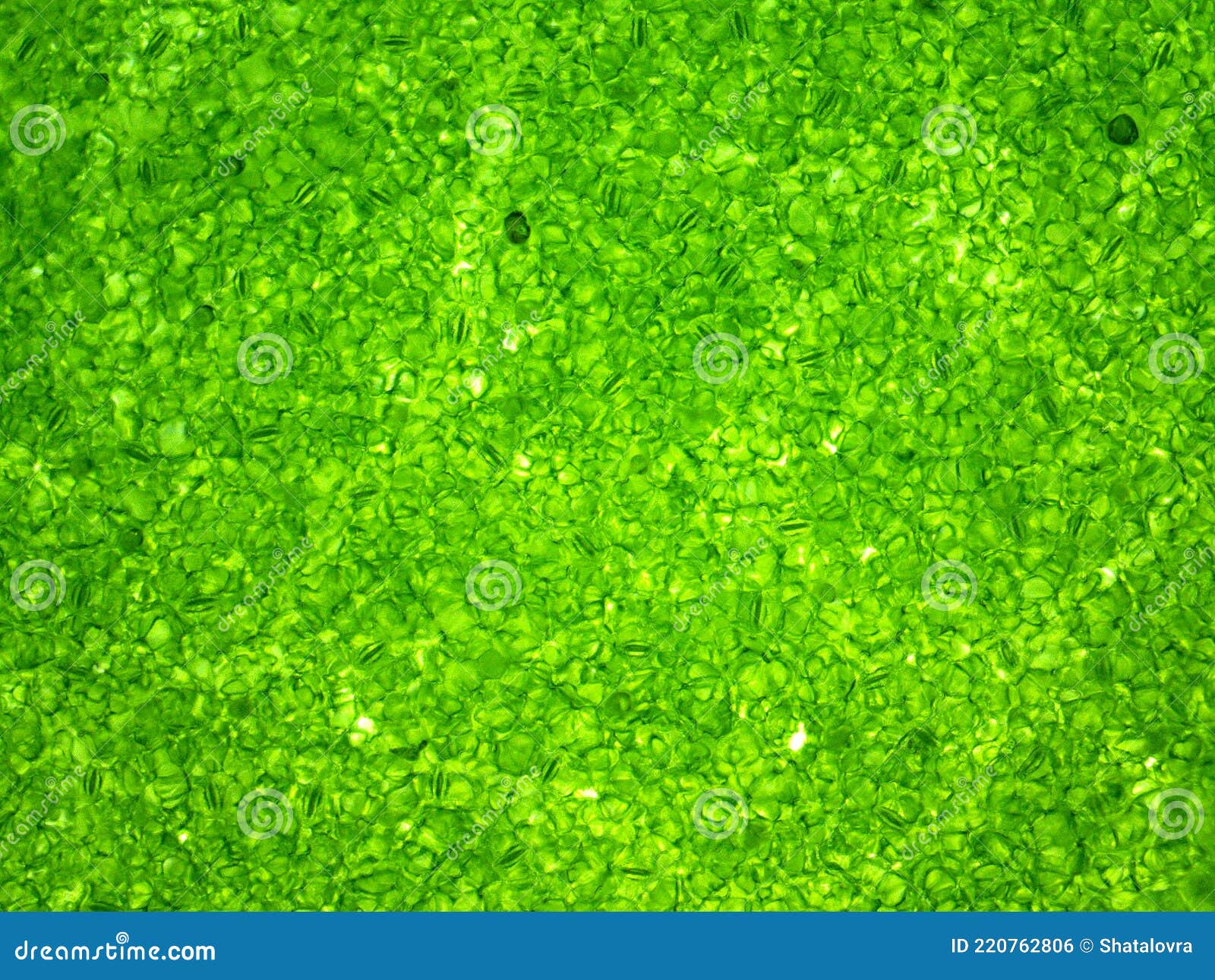 Flower Leaf Cells Under a Microscope. Stock Photo - Image of microscope ...