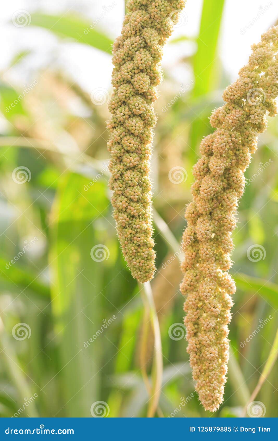 Millet Planted in the Fields Stock Image - Image of corn, millet: 125879885