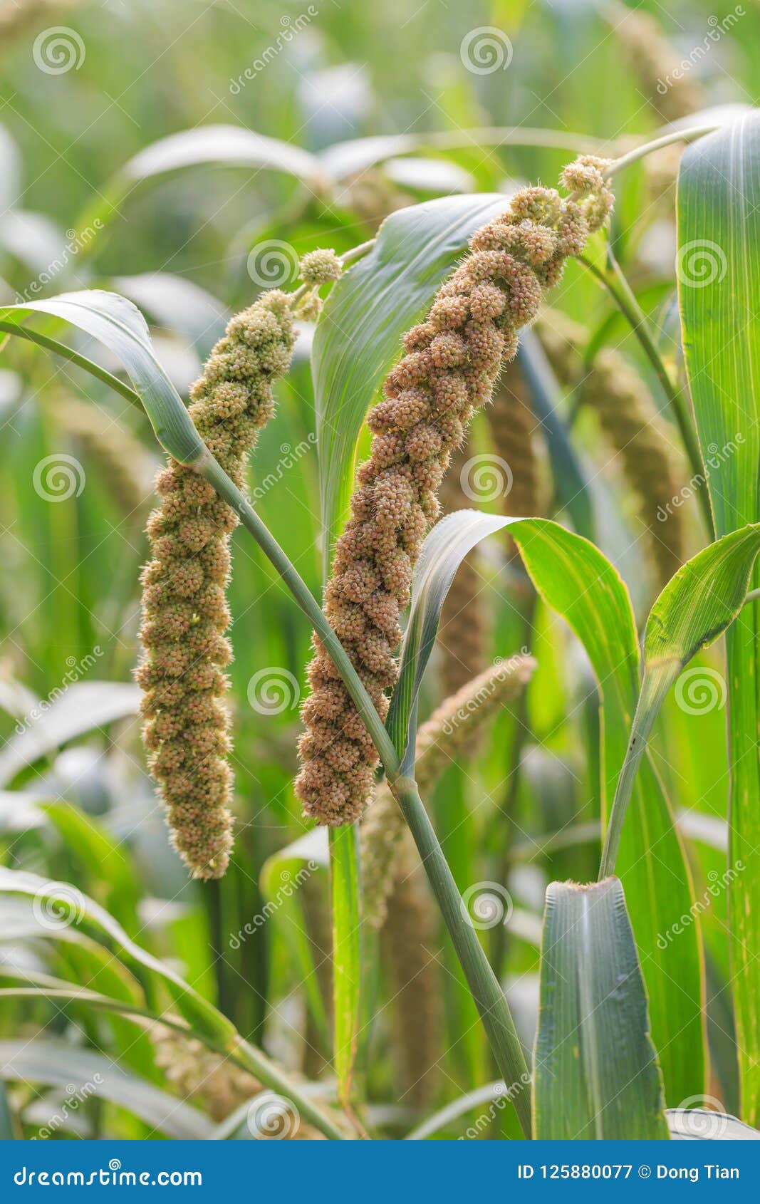Millet Planted in the Fields Stock Image - Image of features, huang ...