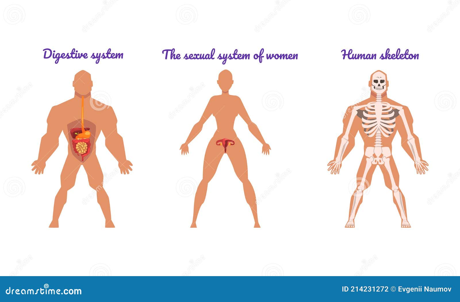 Main Human Body Systems with Digestive System and Human Skeleton Vector Set Stock Vector ...