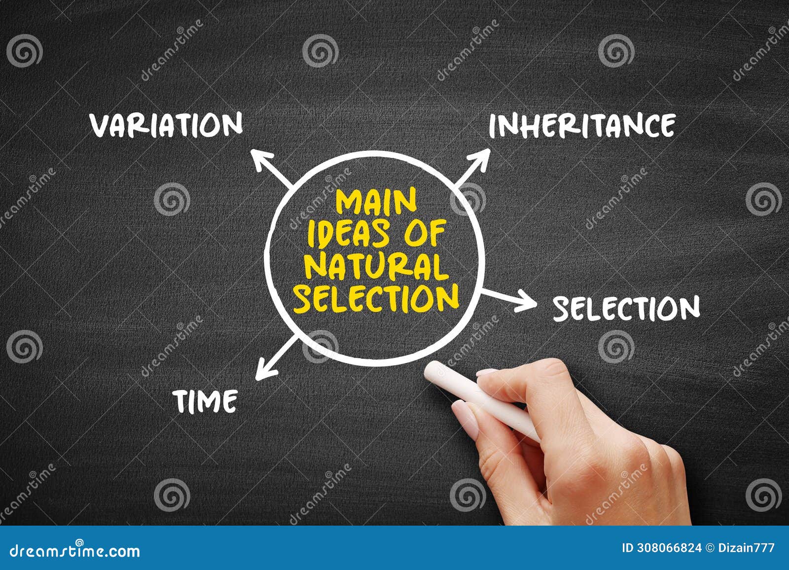 Main Ideas of Natural Selection - Differential Survival and ...