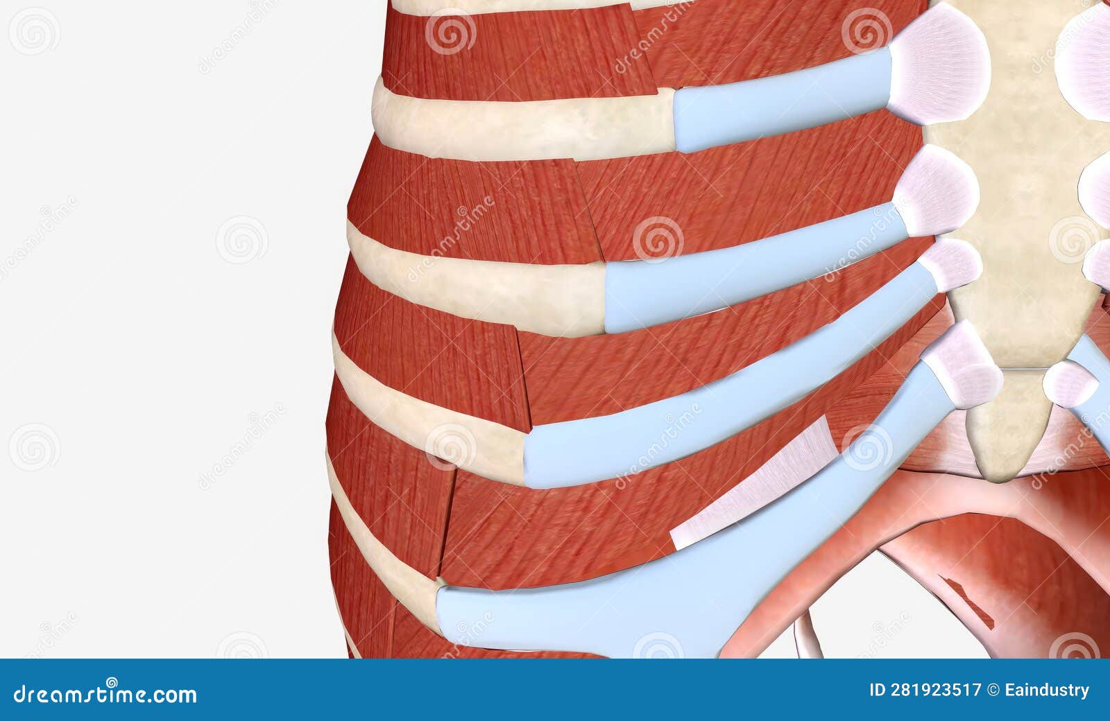 The Main Muscles of the Thoracic Wall Include the Intercostals a Stock ...