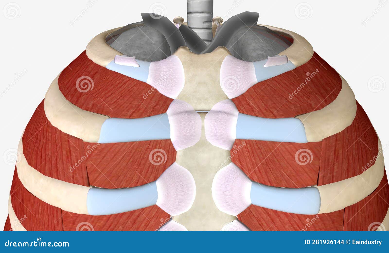 The Main Muscles of the Thoracic Wall Include the Intercostals a Stock ...