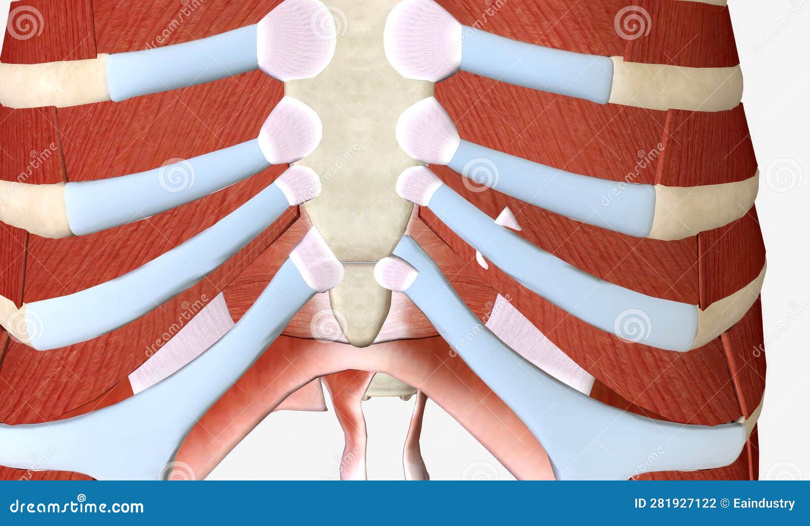 The Main Muscles of the Thoracic Wall Include the Intercostals a Stock ...