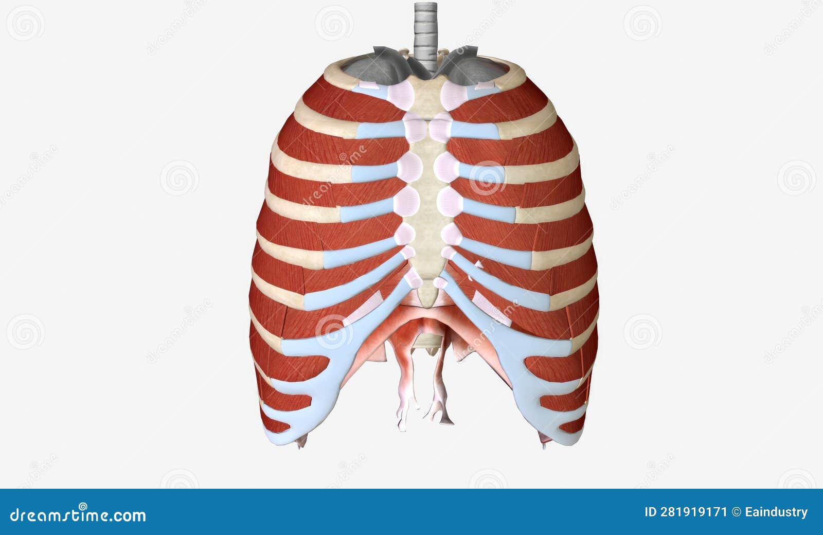 The Main Muscles of the Thoracic Wall Include the Intercostals a Stock ...