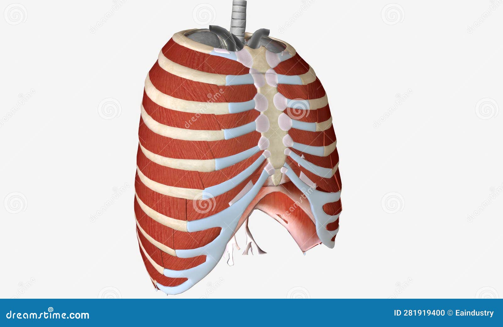 The Main Muscles of the Thoracic Wall Include the Intercostals a Stock ...