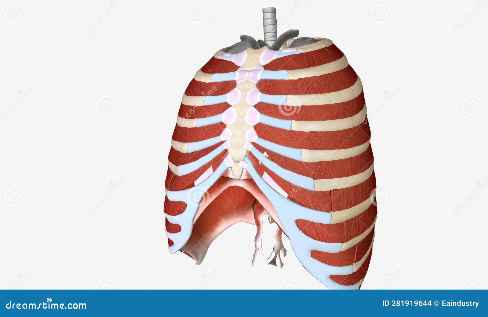 The Main Muscles of the Thoracic Wall Include the Intercostals a Stock ...