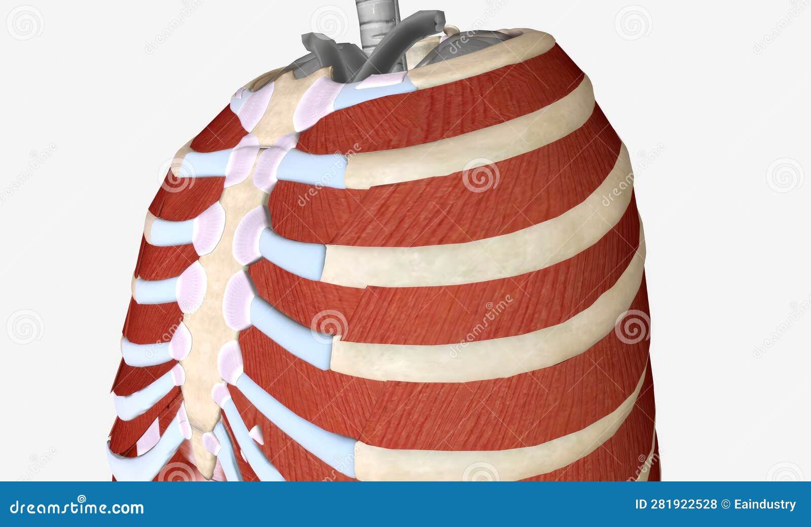 The Main Muscles of the Thoracic Wall Include the Intercostals a Stock ...