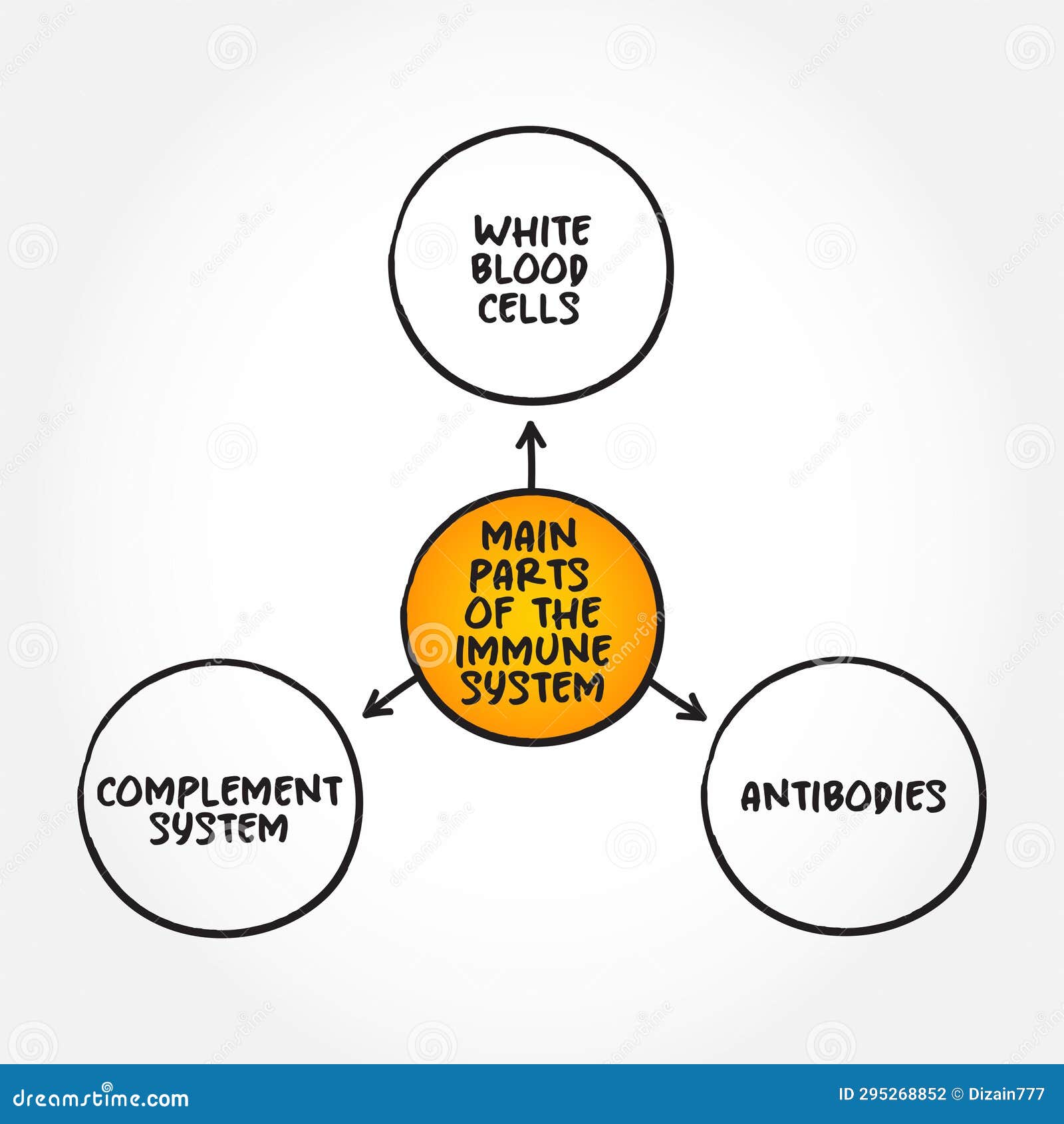 Main Parts of the Immune System Mind Map Text Concept for Presentations ...