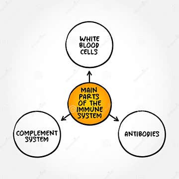 Main Parts of the Immune System Mind Map Text Concept for Presentations ...