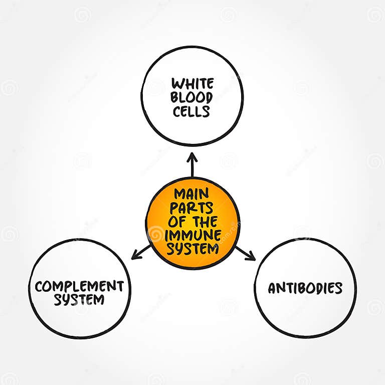 Main Parts of the Immune System Mind Map Text Concept for Presentations ...