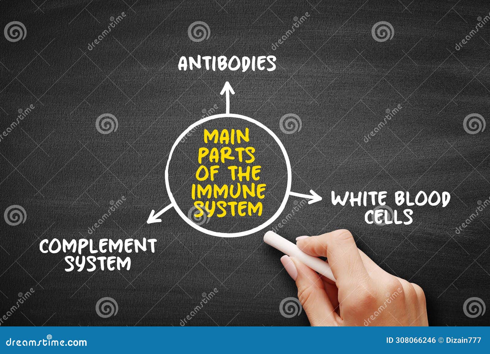 Main Parts Of The Immune System Mind Map Text Concept For Presentations ...