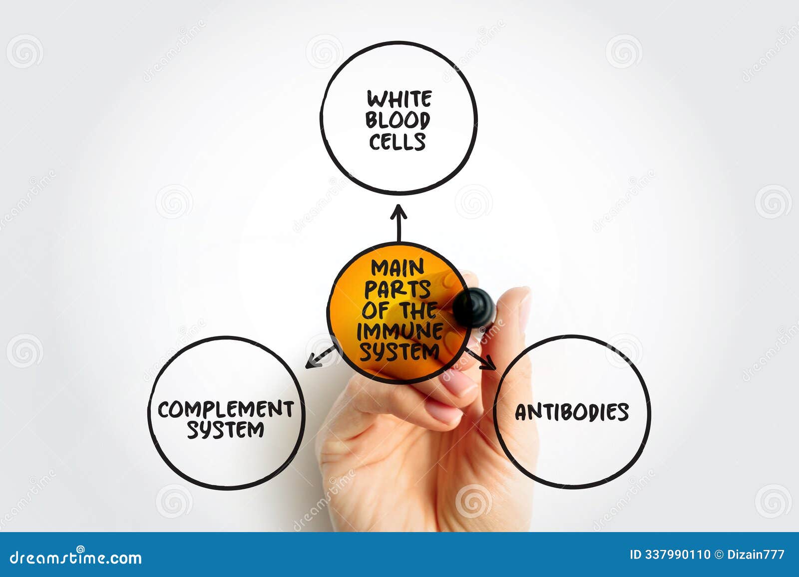 Main Parts of the Immune System Mind Map Text Concept for Presentations ...