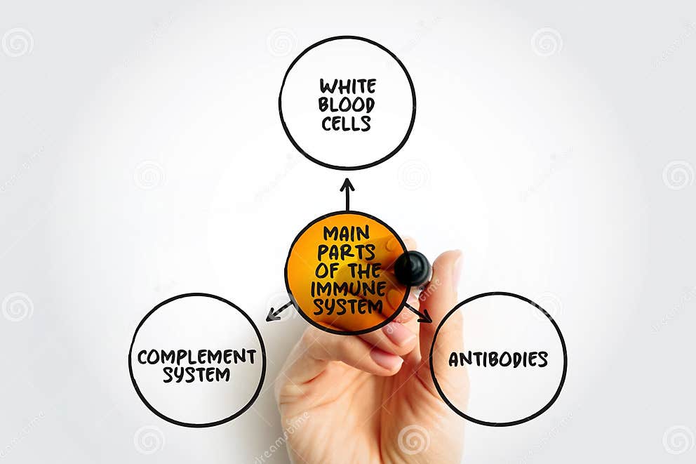 Main Parts of the Immune System Mind Map Text Concept for Presentations ...