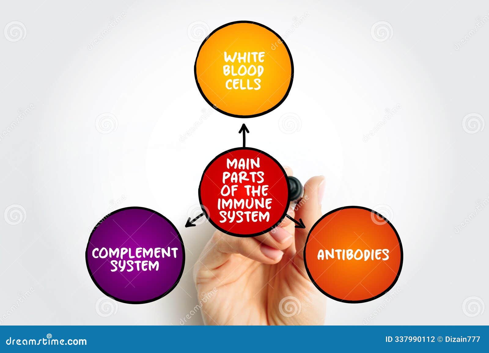Main Parts of the Immune System Mind Map Text Concept for Presentations ...