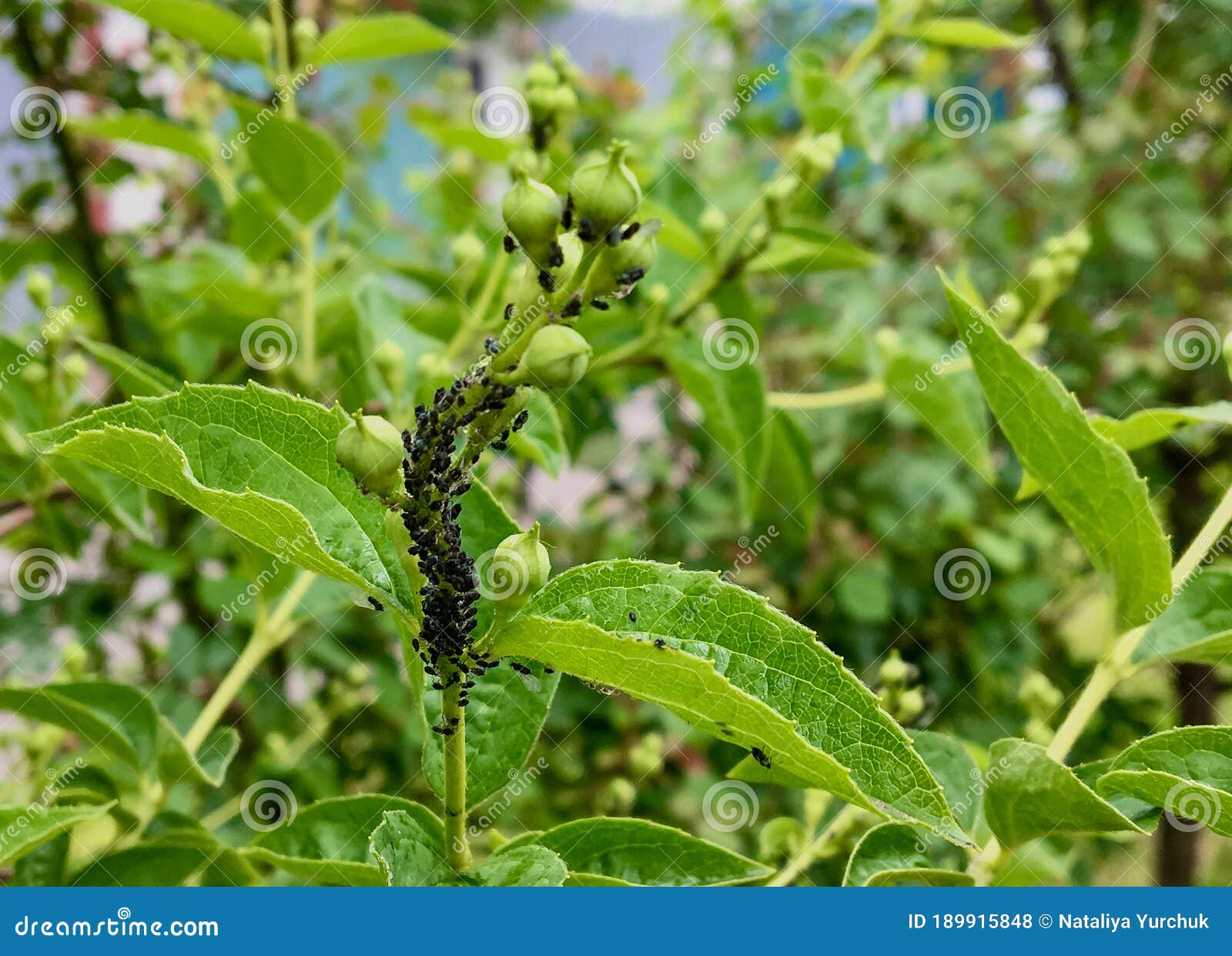 The Main Pests of Cherries and Cherries are Cherry Aphids Stock Photo ...