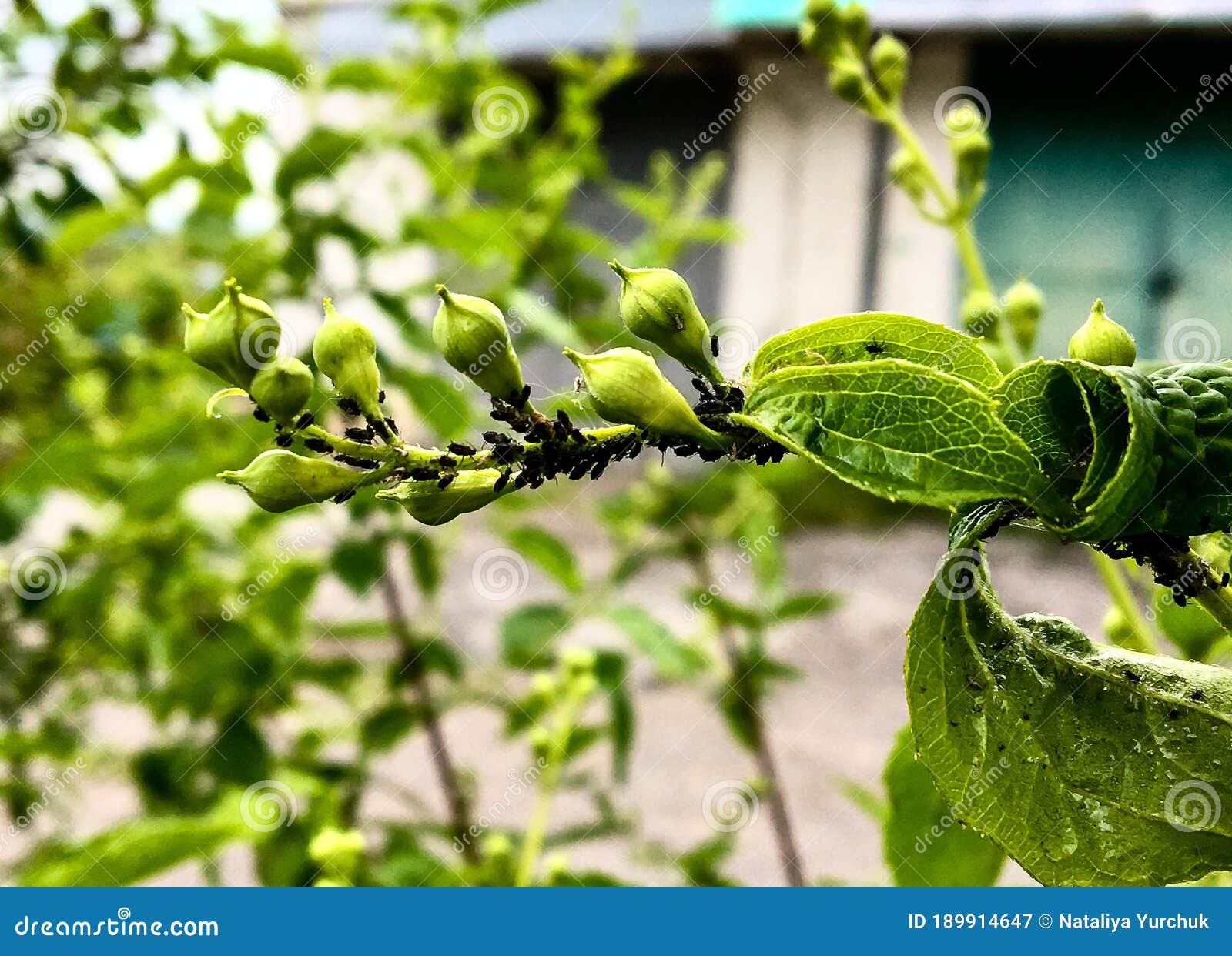 The Main Pests of Cherries and Cherries are Cherry Aphids Stock Image ...