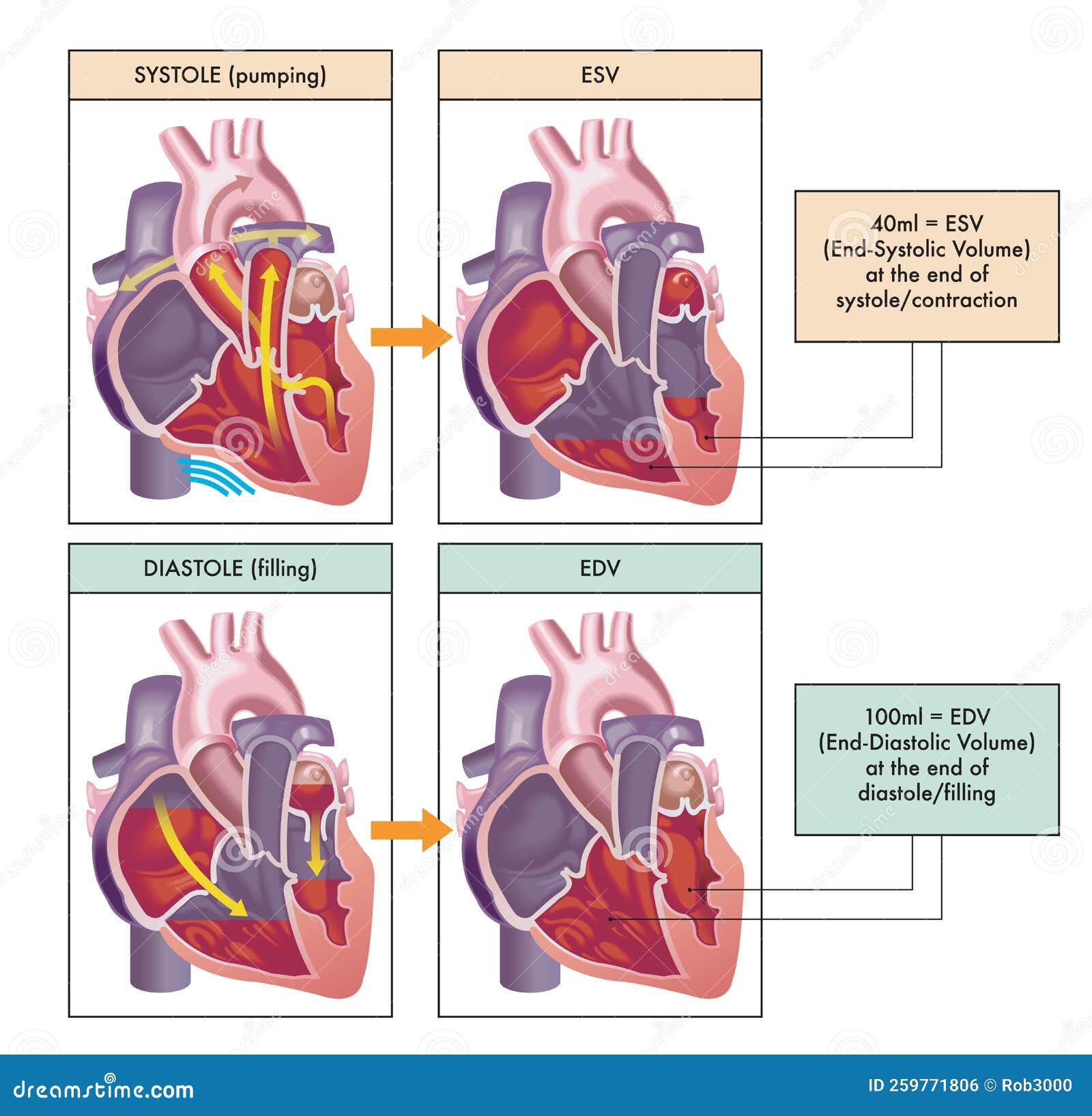 Main Phases of the Cardiac Cycle Stock Vector - Illustration of ... Main Phases of the Cardiac Cycle Stock Vector - Illustration of ...