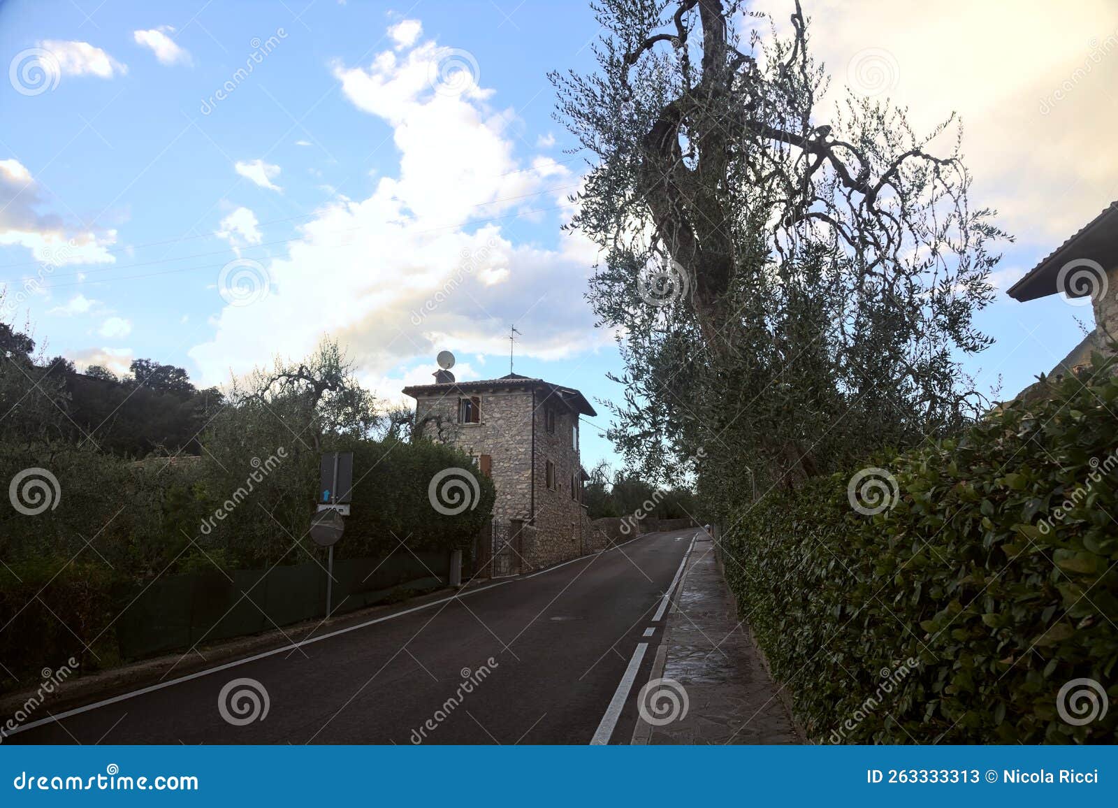 Main Road Bordered by Olive Tree Plantations Stock Image - Image of ...