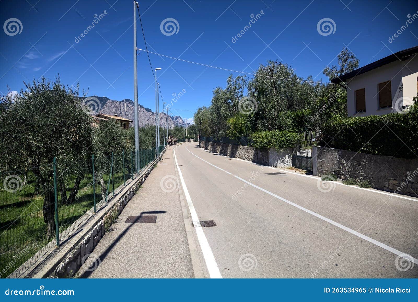 Main Road Bordered by Olive Tree Plantations Stock Image - Image of ...