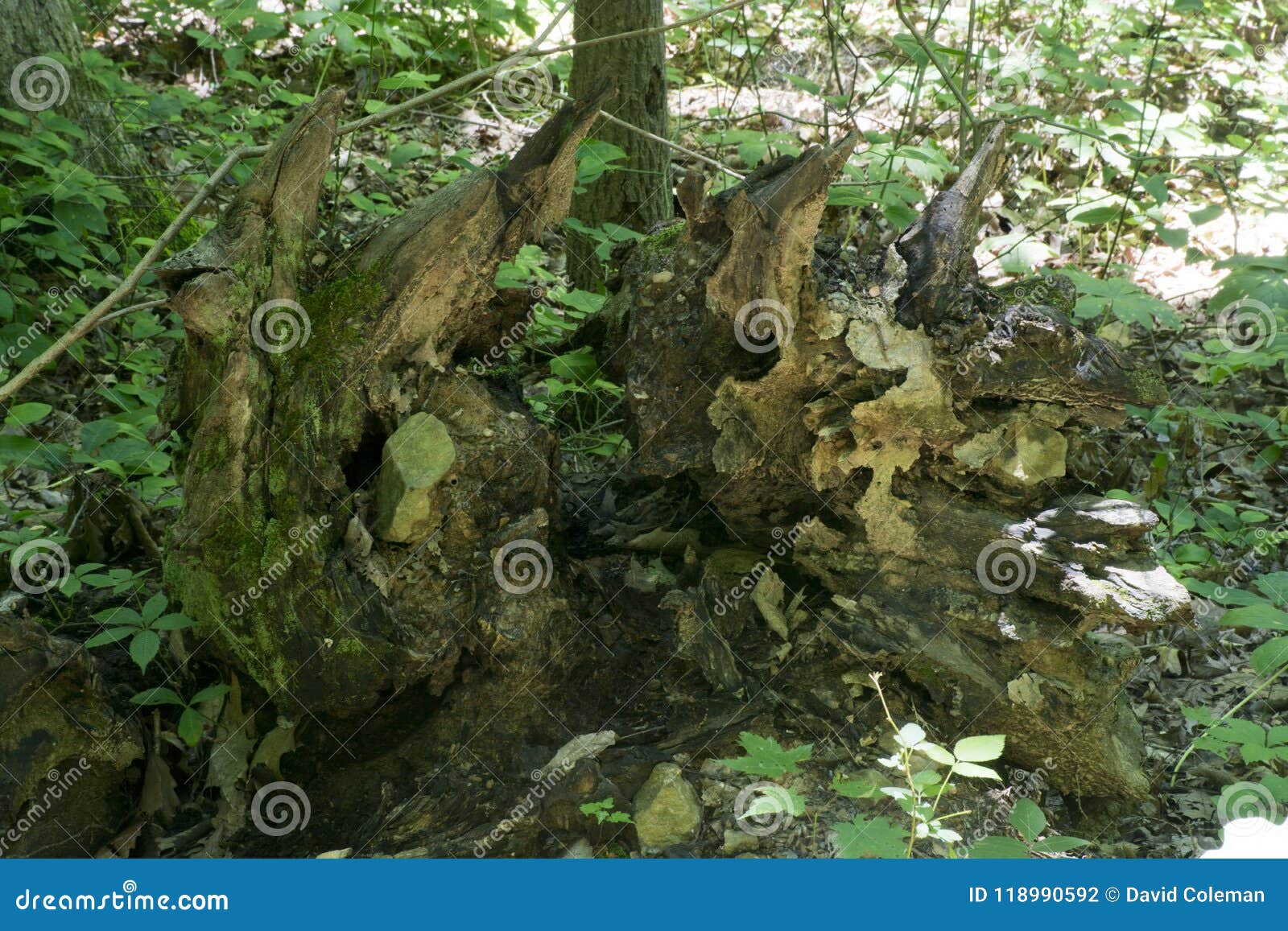 Root Of A Rotting Tree Showing Textures And Colours Stock Photography ...