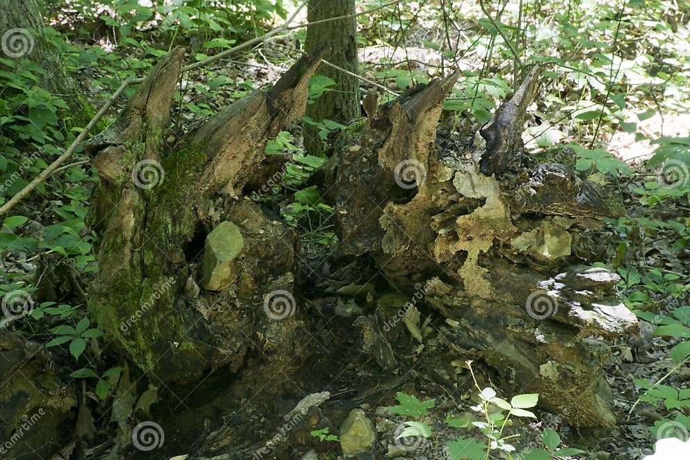 Fallen tree root system stock photo. Image of decaying - 118990592