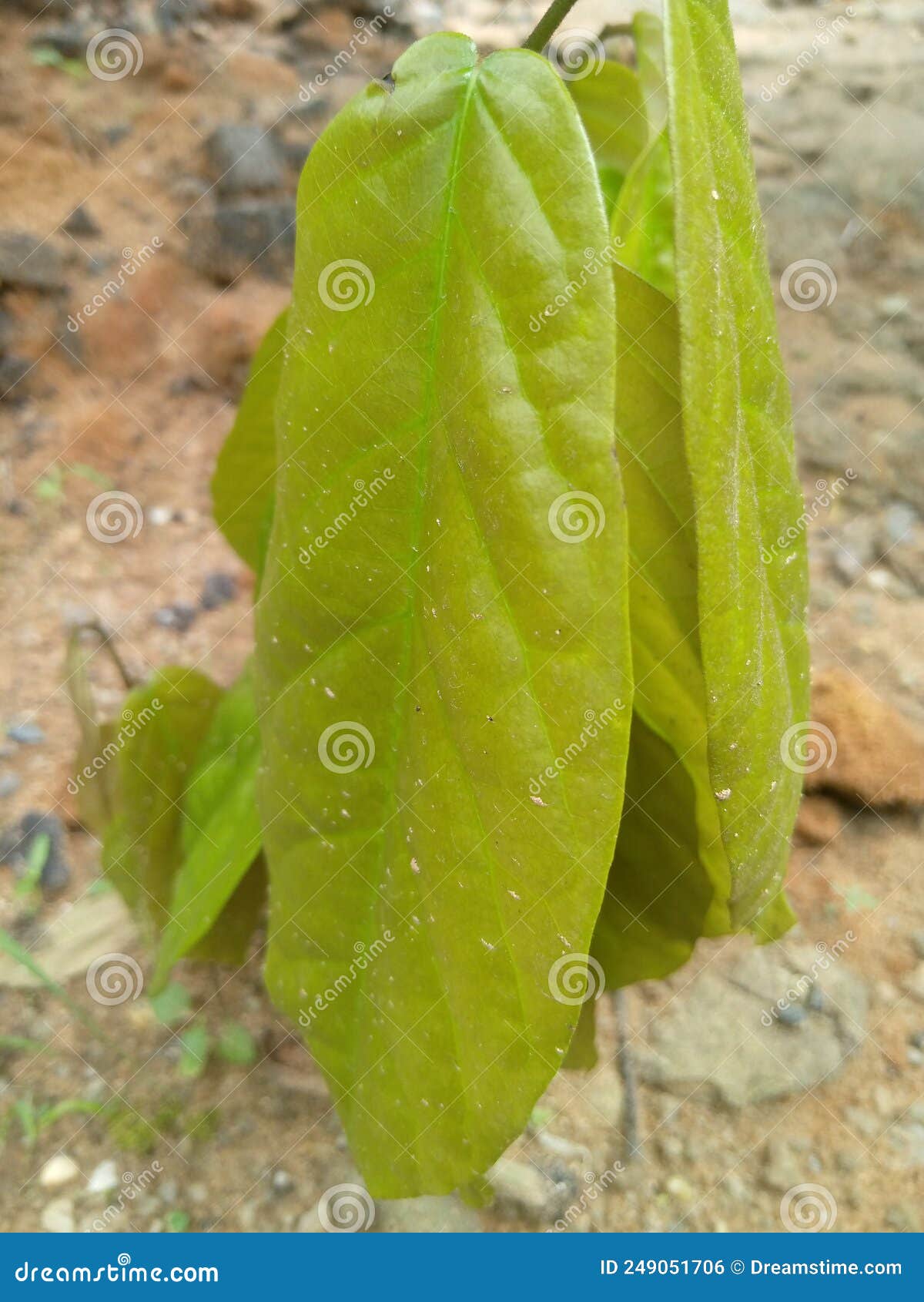 The Main Source of Green Nature As a World To Kear Stock Photo - Image ...