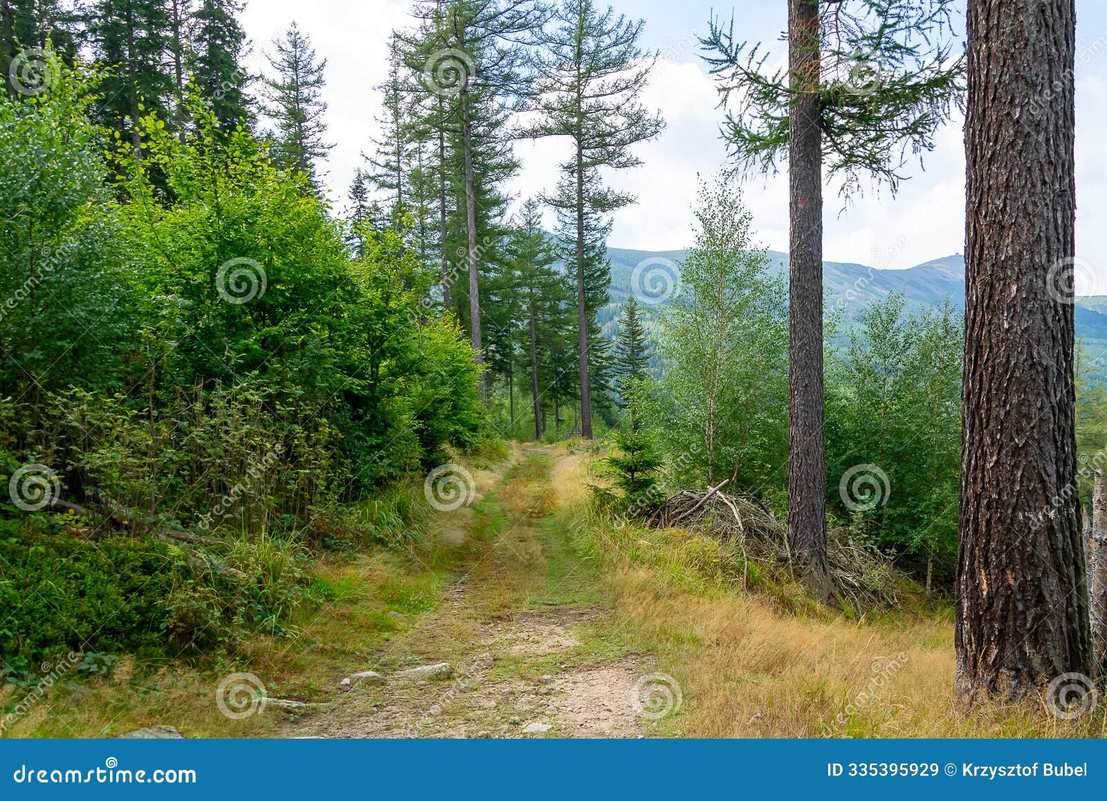 The Main Sudetes Trail Leading To Sniezka Stock Image - Image of ...