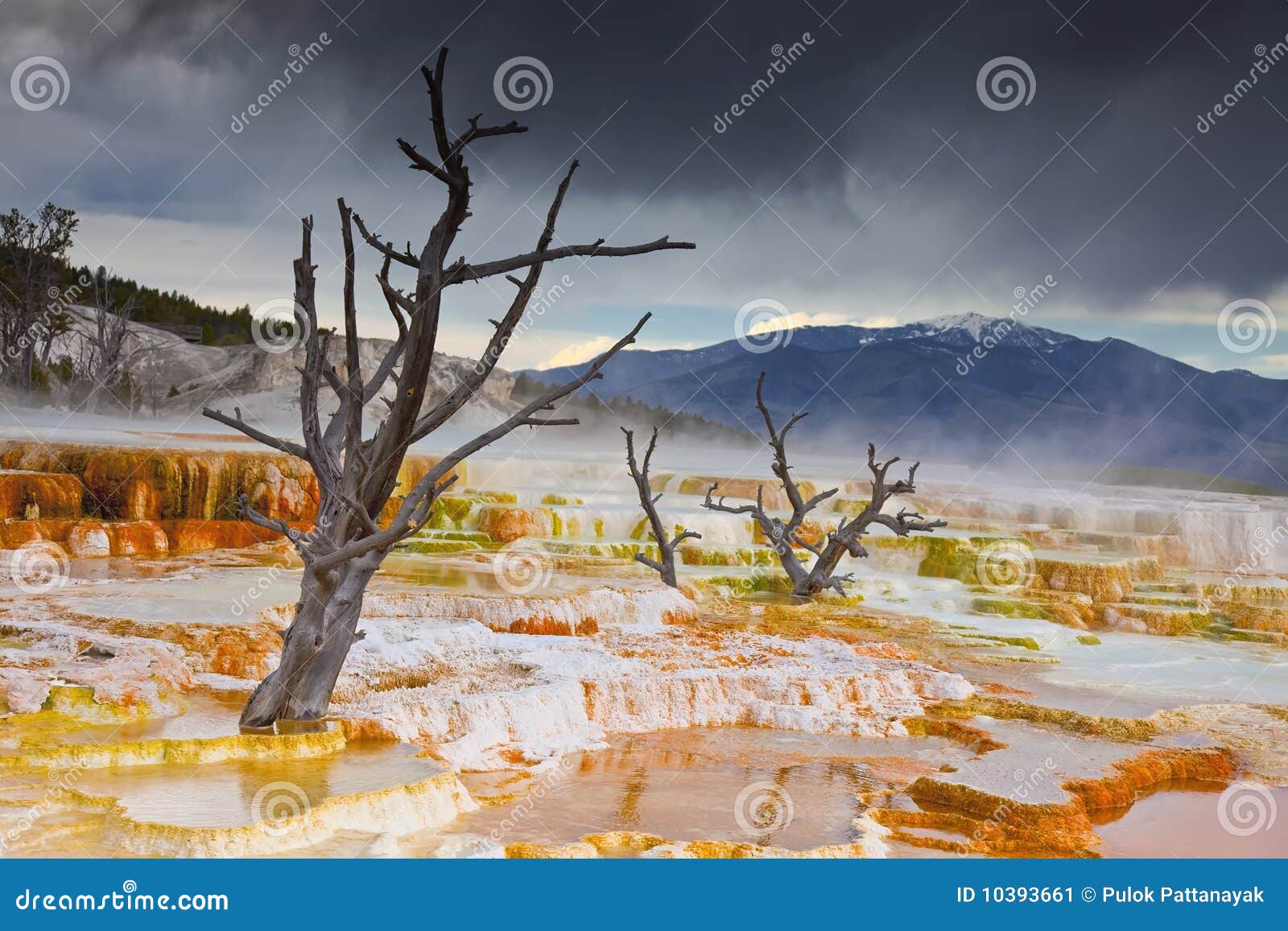 Main Terrace, Mammoth Hot Springs, Yellowstone Stock Image - Image of ...
