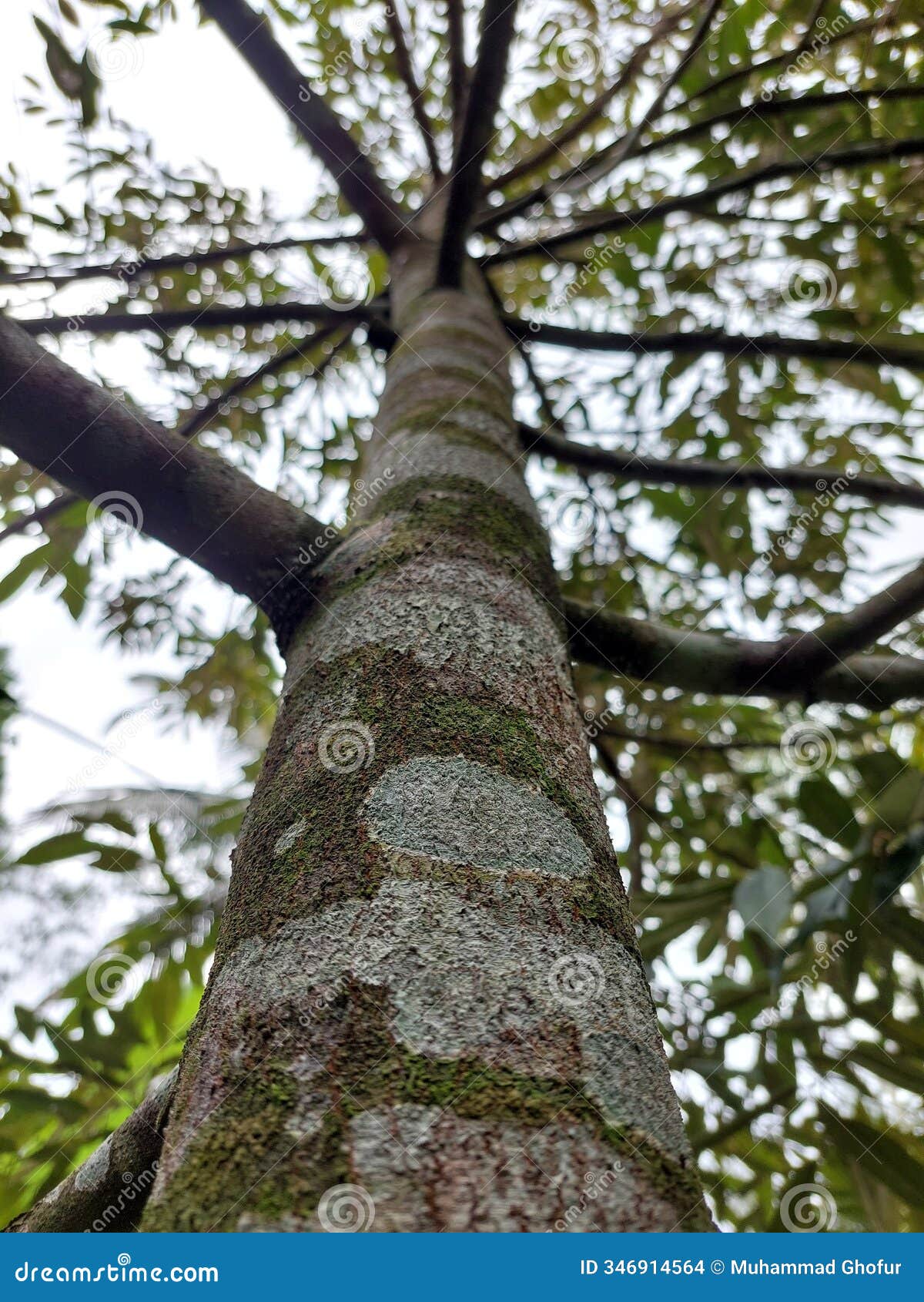 Main trunk of durian tree stock photo. Image of sweet - 346914564
