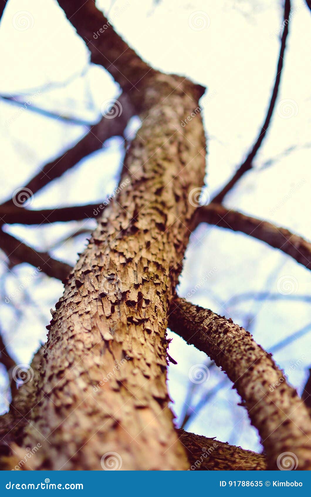 The Main Trunk of the Tree with Bark, Branching Stock Image - Image of ...