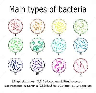 The main types of bacteria stock vector. Illustration of disease ...