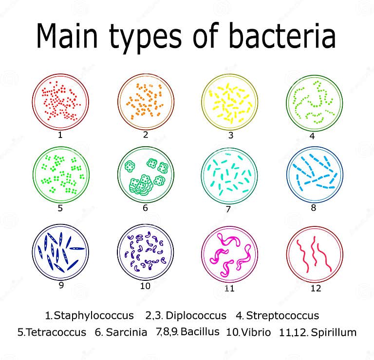 The main types of bacteria stock vector. Illustration of disease ...