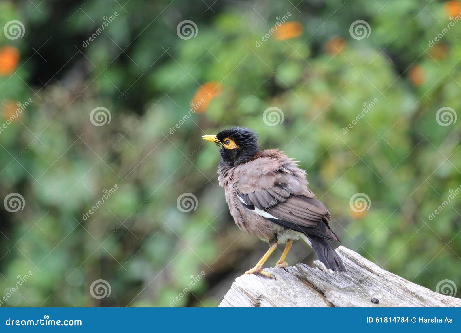 Indian Maina Bird In The Pole Royalty-Free Stock Photo | CartoonDealer ...