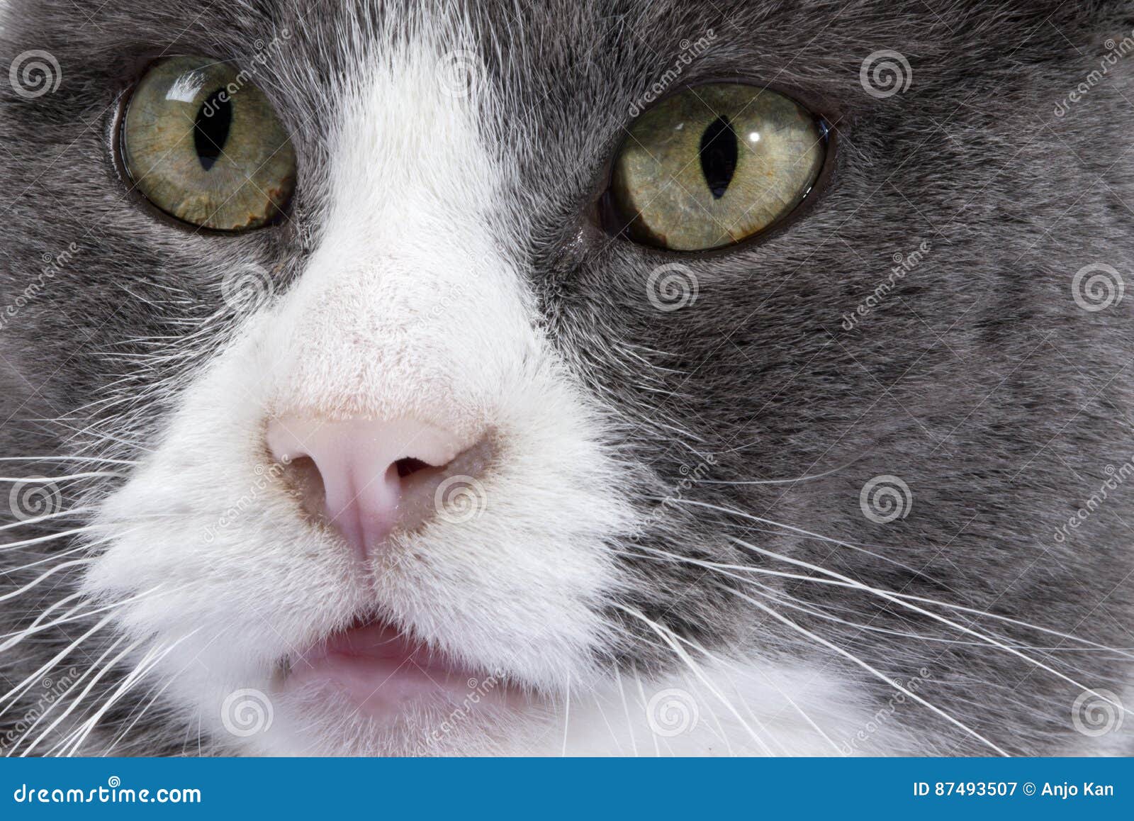Maincoon cat stock image. Image of mammal, maincoon, cats - 87493507