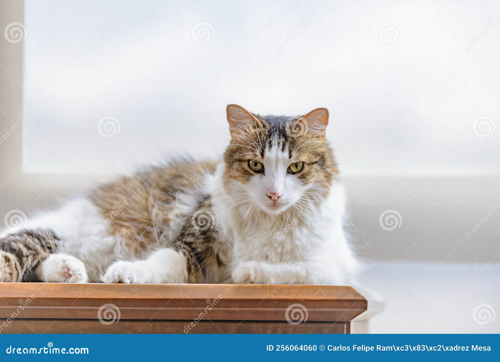 Maincoon Cat Portrait of Pet Stock Photo - Image of snout, elegant ...