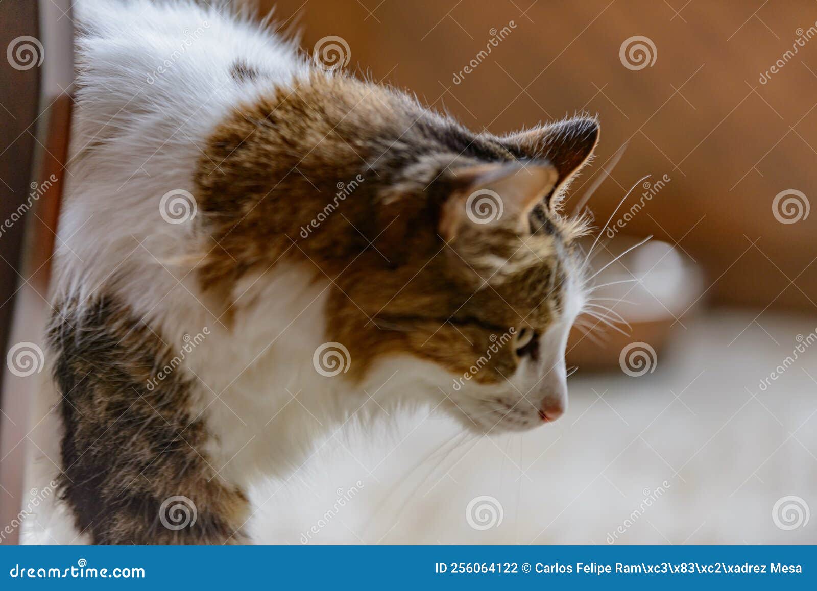 Maincoon Cat Portrait of Pet Stock Photo - Image of maincoon, elegant ...