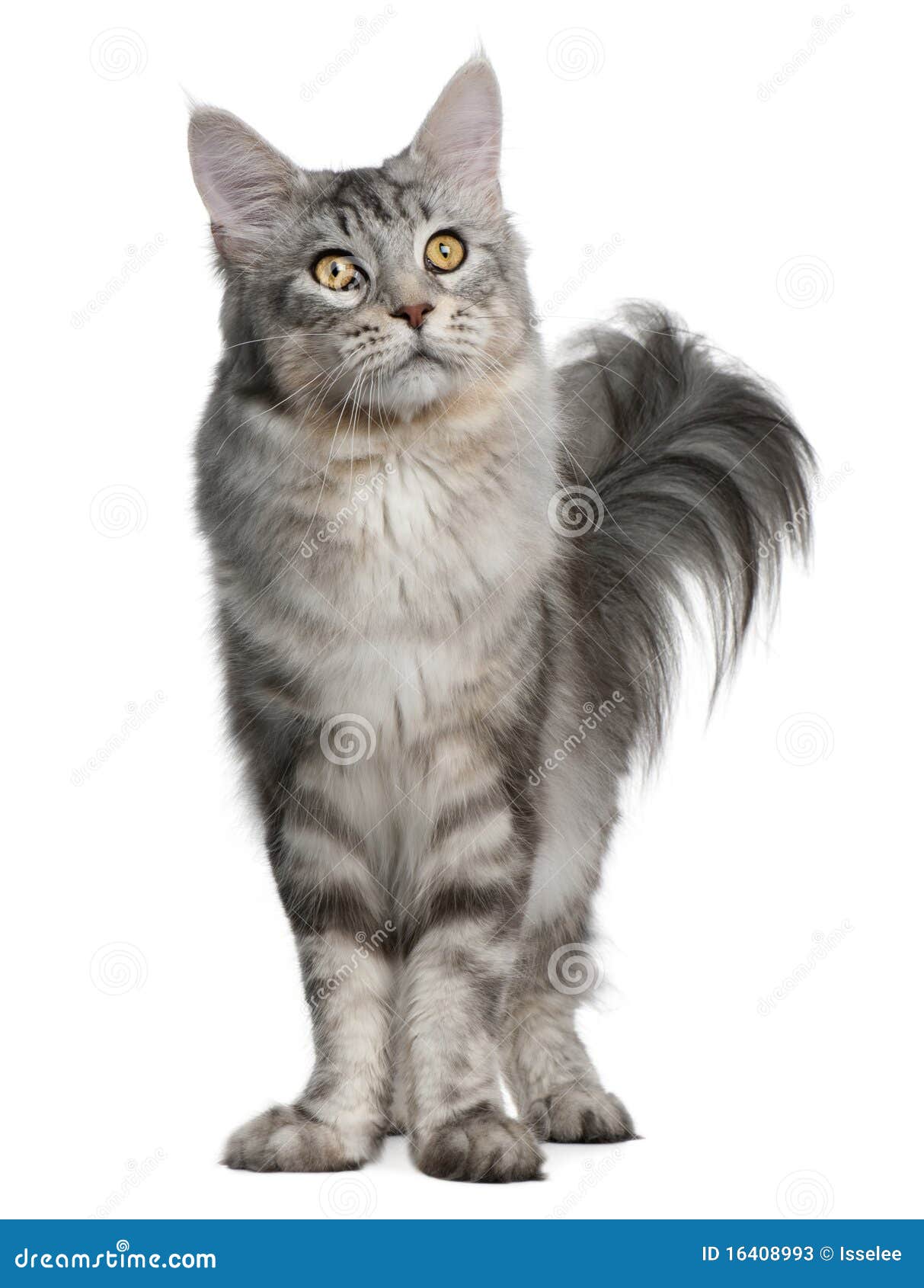 Maine Coon, 13 Months Old, Standing Stock Image - Image of animal ...