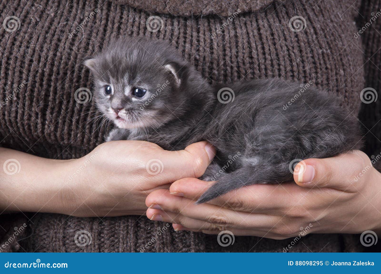Maine coon baby kitten stock image. Image of cute, coon - 88098295