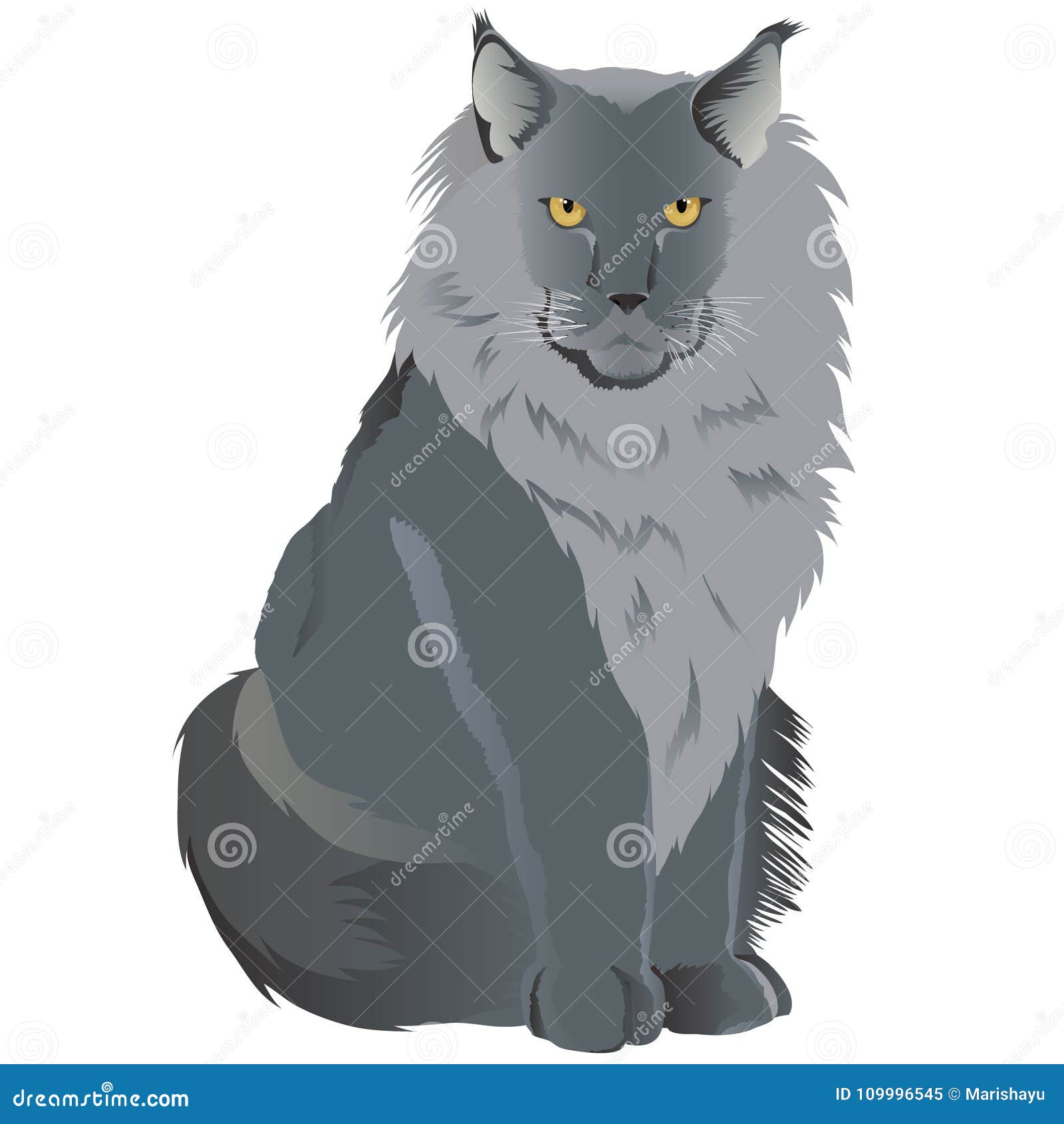 Maine coon cat breed stock vector. Illustration of gray - 109996545