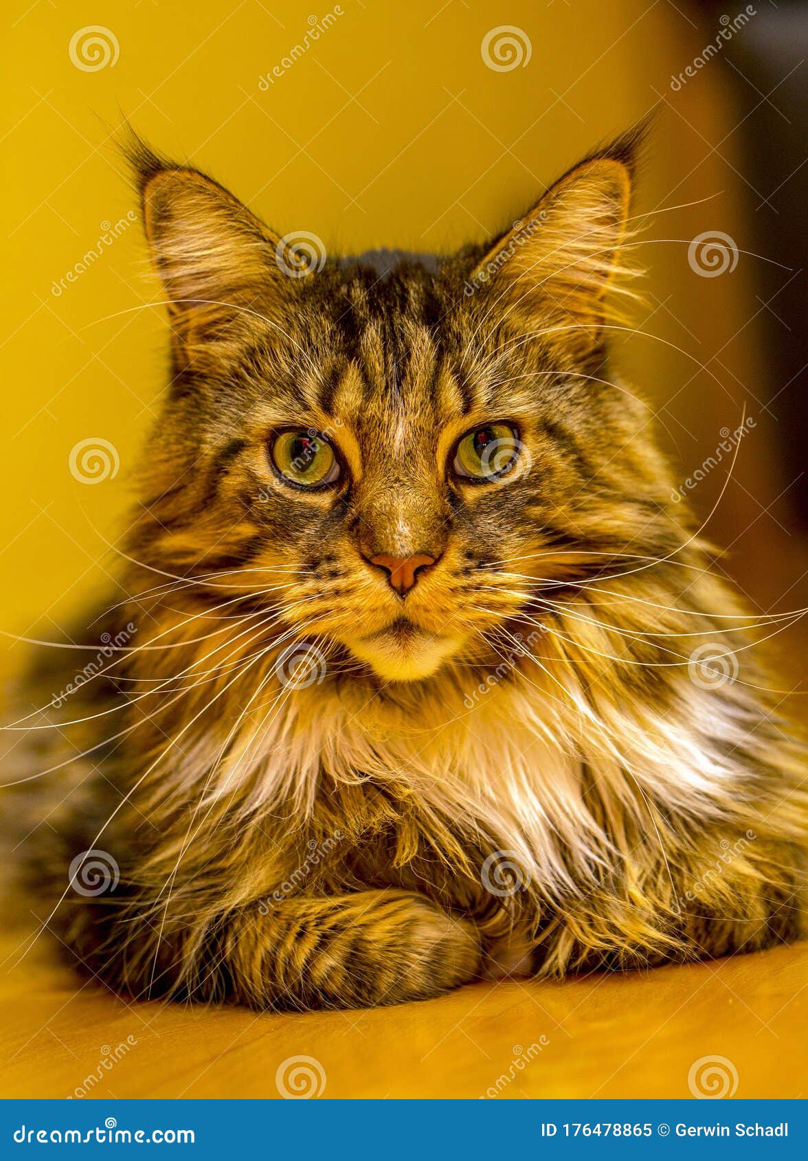 Maine Coon Cat, Face Close-up Stock Image - Image of maine, view: 176478865
