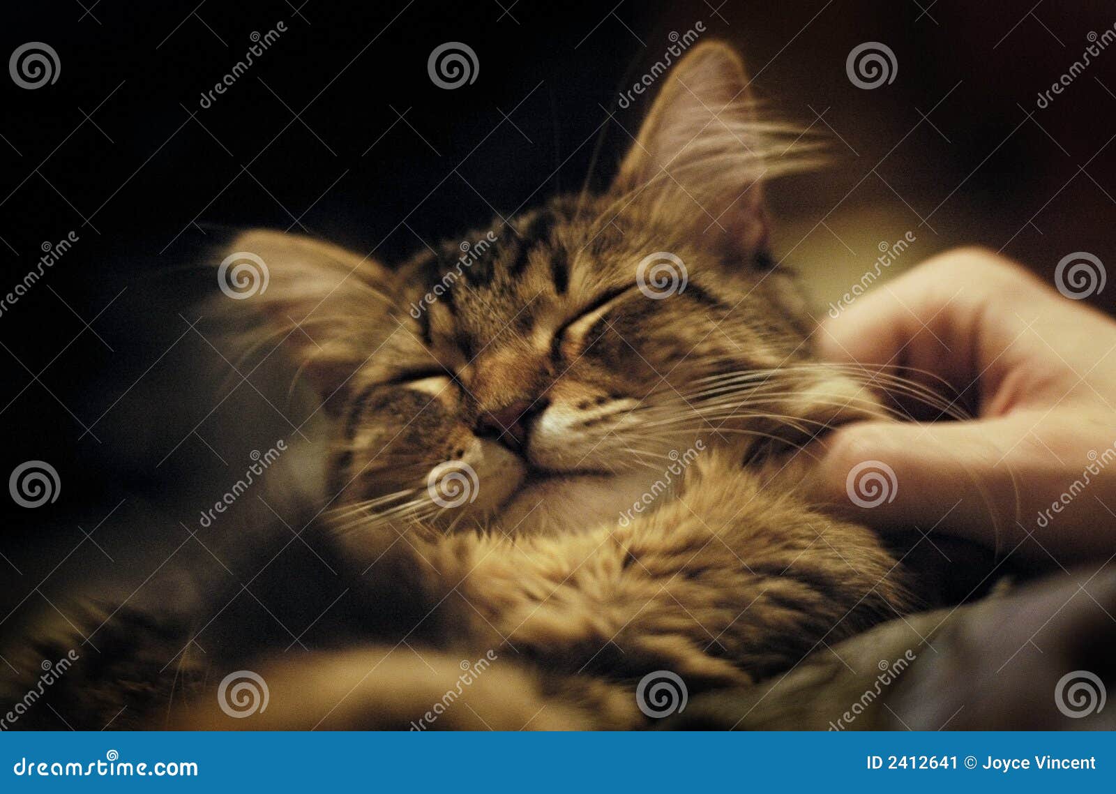 Maine Coon Cat Getting Petting Stock Image - Image of mammal, sleepy ...