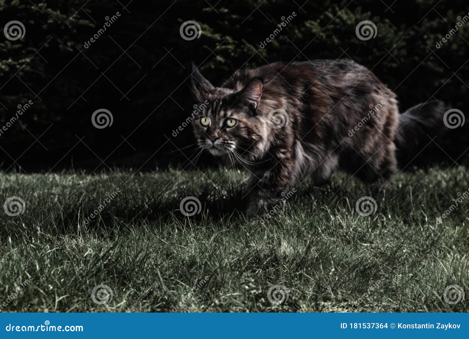 Maine Coon Cat is Hunting. Night Hunter, Stalking Predator in the ...
