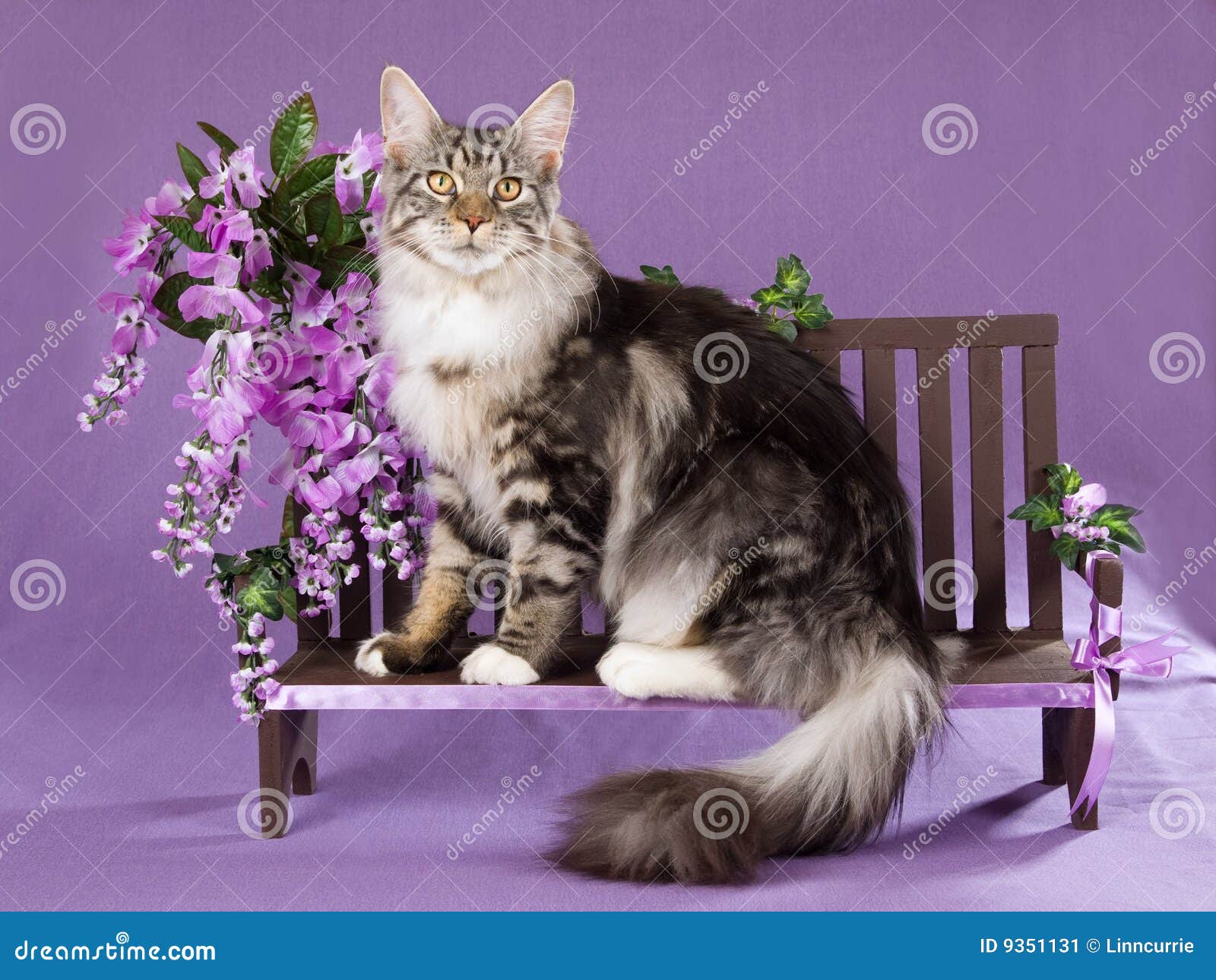 Maine Coon Cat on Miniature Bench Stock Image - Image of long, cats ...