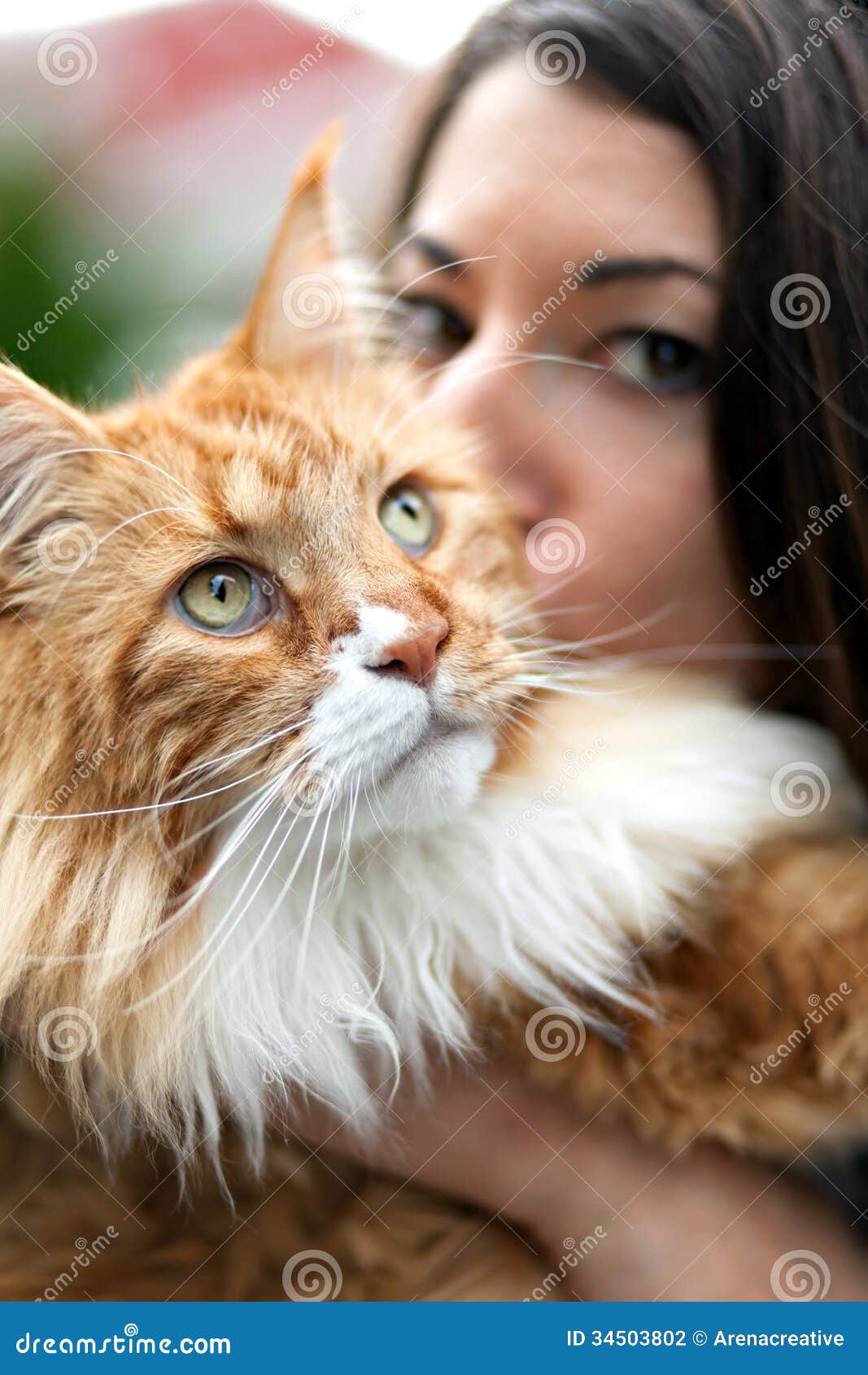 Maine Coon Cat Owner photo stock. Image du oreilles, regarder - 34503802