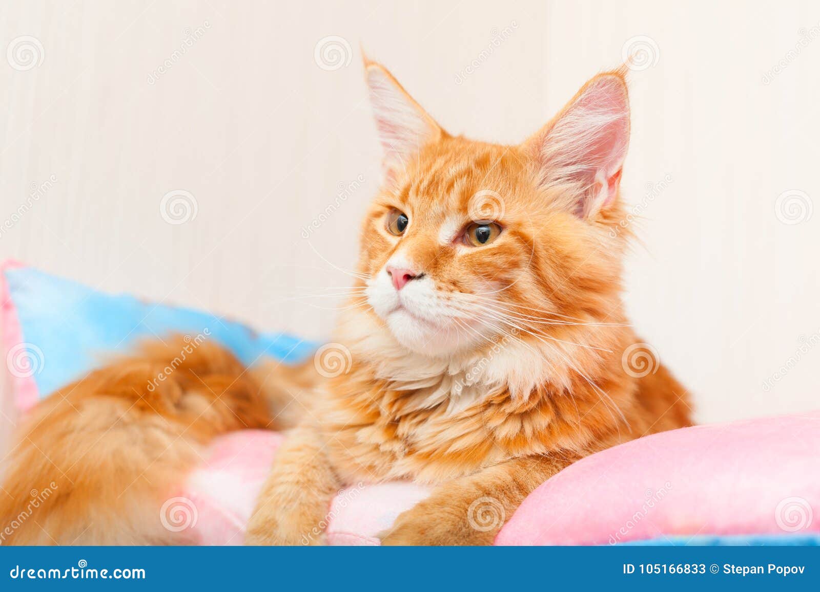 Maine Coon Cat on a pillow stock image. Image of breed - 105166833
