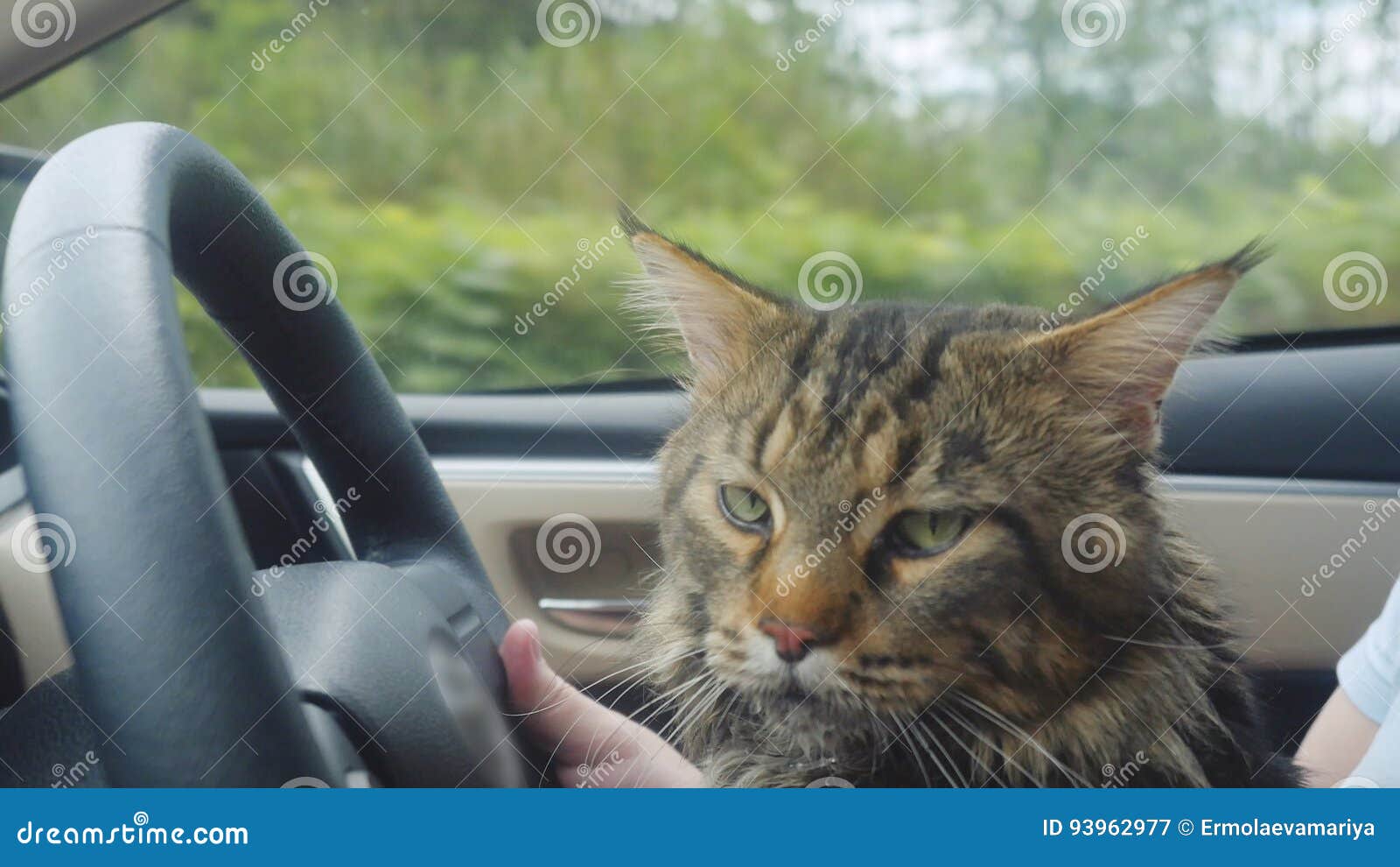 Maine Coon Cat Traveling with a Host in Car. Stock Image - Image of ...