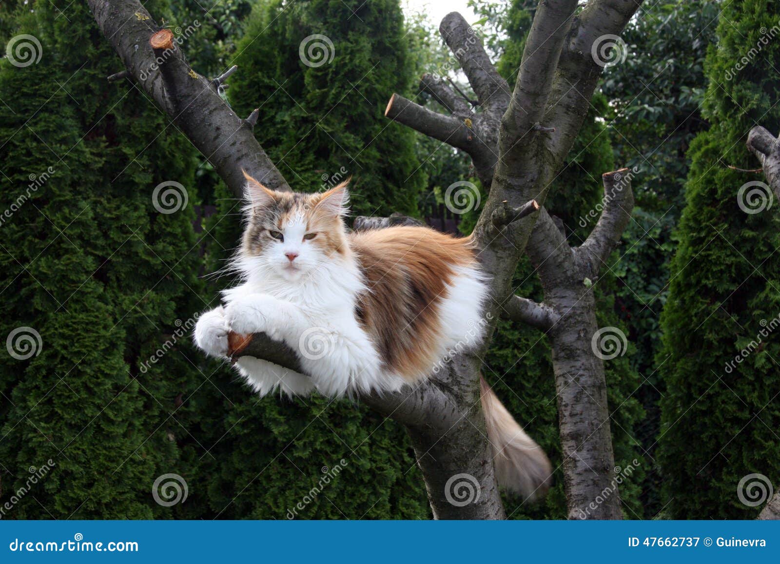 Maine coon stock image. Image of maine, tree, coon - 47662737